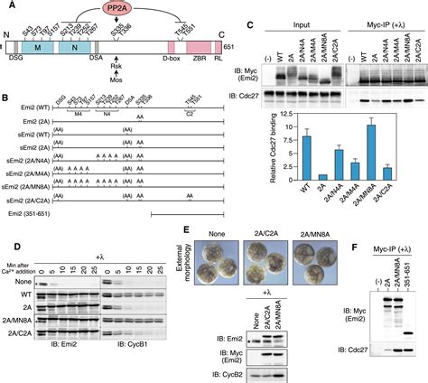 Dynamic Regulation Of Emi2 By Emi2 Bound Cdk1plk1ck1 And Pp2a B56 In
