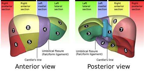 Couinaud Liver Segmentation Kaggle