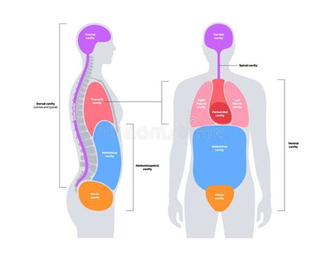 Body Cavities Poster Stock Vector Illustration Of Compartment 278364859