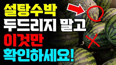 설탕수박 고를때 두드리지 말고 여기만 보면 됩니다 30년차 주부들도 모른다는 꿀수박 고르는 기막힌 방법 암수박 숫수박 구별법 Youtube