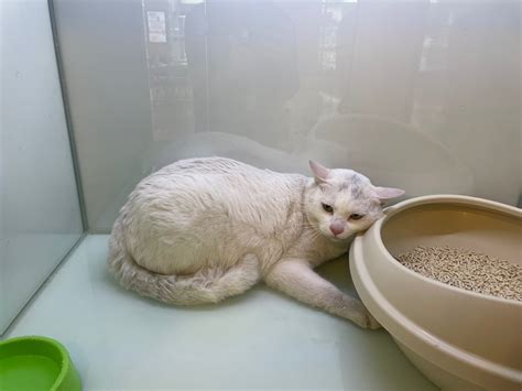 터키쉬앙고라 만이 말티폼키우는방법 보더콜리키우는방법 프렌치불독키우는방법 빠삐용키우는방법 파피용키우는방법 사모예드키우는방법 스피츠키우는방법 시바견키우는방법 시베리안허스키키우는