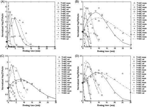 Comparison Between Measured And Model Predicted A Hsp27 Expression
