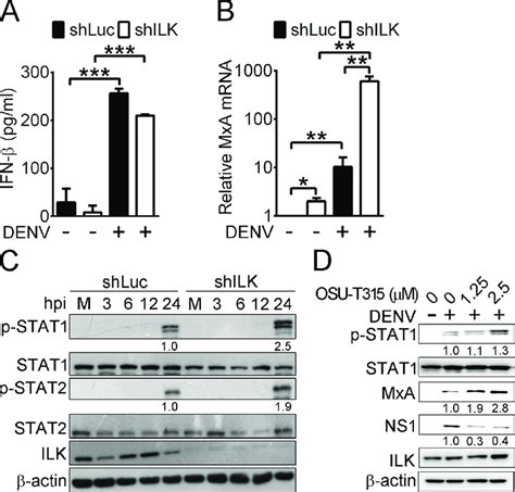 Ilk Attenuates Ifn Induced Stat12 Activation And Isg Expression A B Download Scientific