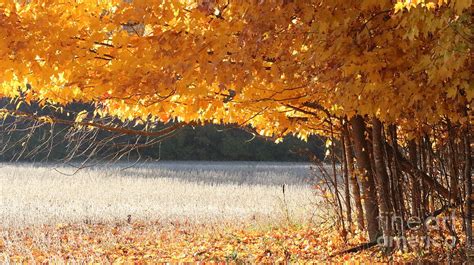 Reaching For Autumn Photograph By Erick Schmidt Fine Art America