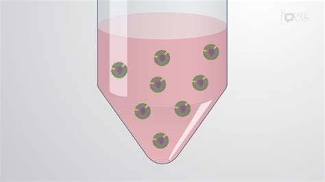 Vidéo Génération De Virus Grippaux Vivants Atténués Recombinants Pour Les Vaccins Expérience