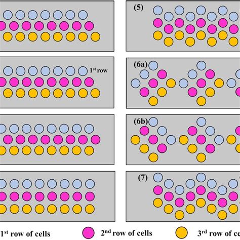 Different Cell Arrangements Considered In The Study And Their Row‐wise