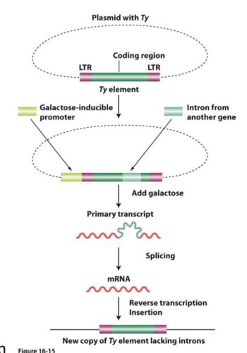 Blg400 Transposable Elements Pt 2 Defitions Flashcards Quizlet