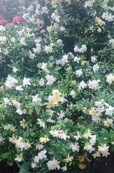 栀子花不怕冷北方也能养成大树花开一万朵如在仙境间