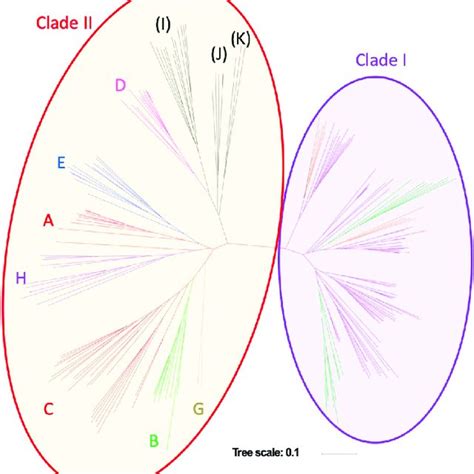 Phylogenetic Tree Of Clade I Typical And Clade Ii Atypical Nosz