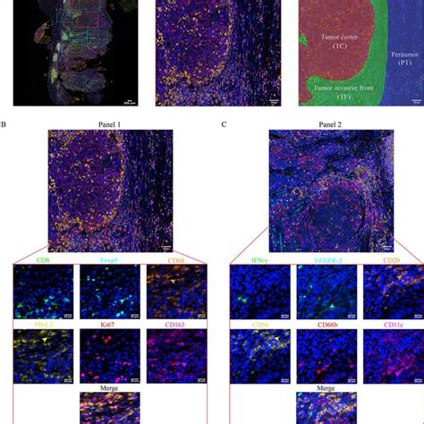 Image Acquisition Partitioning And Staining Scheme A Left Side 10×