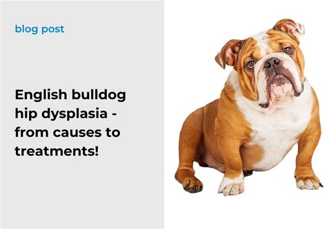 English Bulldog Hip Dysplasia From Causes To Treatments