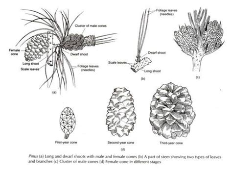 Gymnosperms