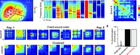 Differential Encoding Of Sounds Across Local Populations A Average Download Scientific