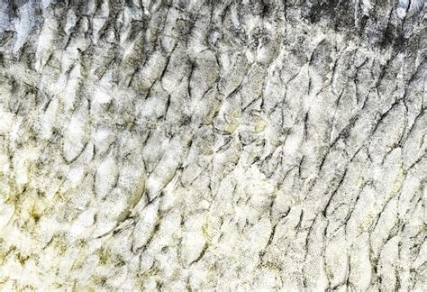 Premium Photo Fish Skin Texture