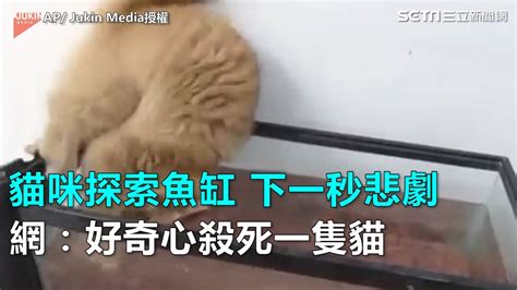 貓咪探索魚缸下一秒悲劇 網：好奇心殺死一隻貓｜三立新聞網 Youtube