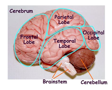 Brain Model Lobes