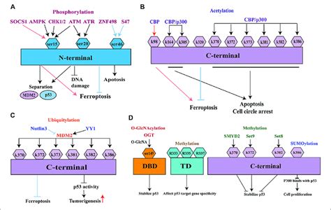 Post Translational Modifications Of P53 A Phosphorylation B