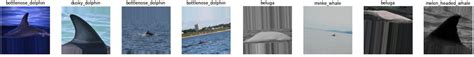 Enrico Martello Whale Recognition