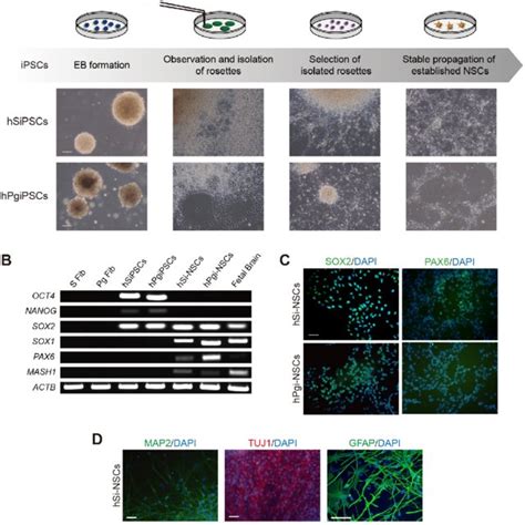 Dna Methylation Patterns Of Imprinted Genes Methylation Of Imprinted