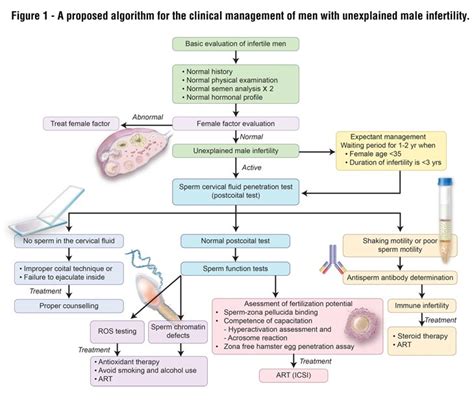 Pathogenesis Of Cervical Cancer Cervical Cancer