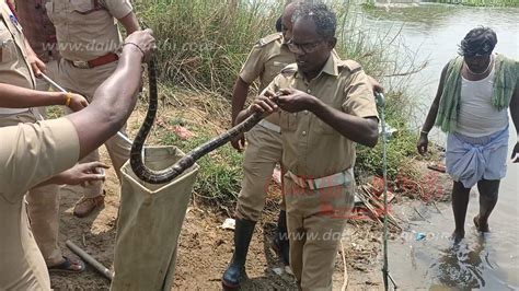 The Python Was Trapped மலைப்பாம்பு சிக்கியது