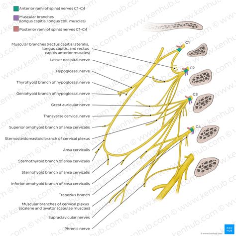 Cervical Plexus Anatomy Branches Course Innervation Kenhub