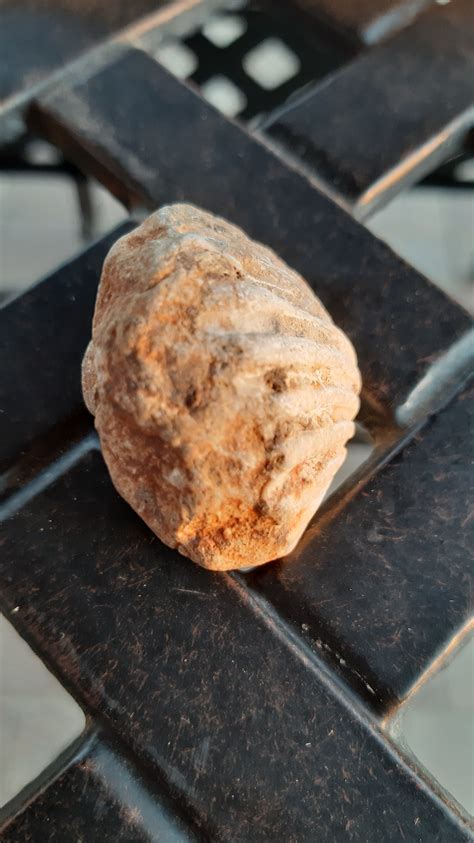 Seashell Rock Fossil Fossil Id The Fossil Forum