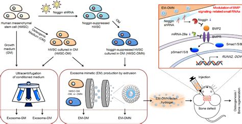 Figure 1 From Generation Of Small Rna Modulated Exosome Mimetics For Bone Regeneration