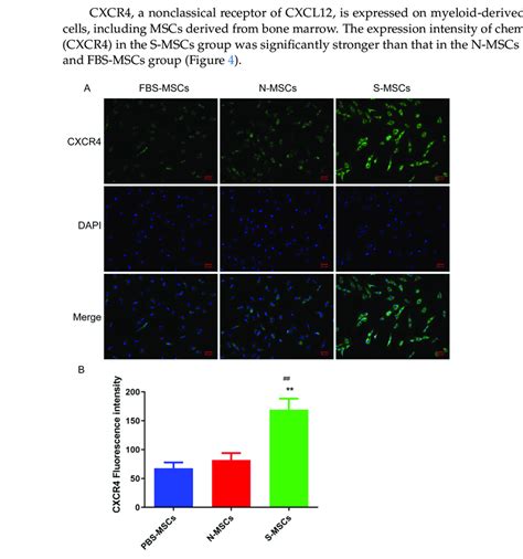 A Immunofluorescence Detection Of The Expression Of Cxcr4 On The Cell Download Scientific