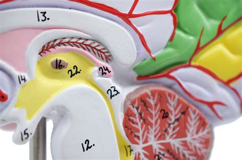 Brain Model Functional Brain Model For Anatomical Study 12 Natural