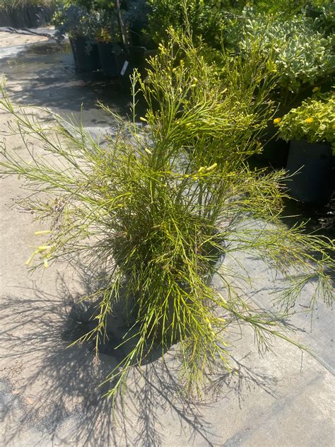 Russelia Equisetiformis Aurea Yellow Firecracker Plant Ricardos