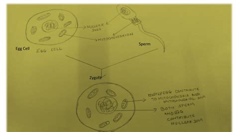 Mitochondrial Inheritance Mitochondrial Inheritance