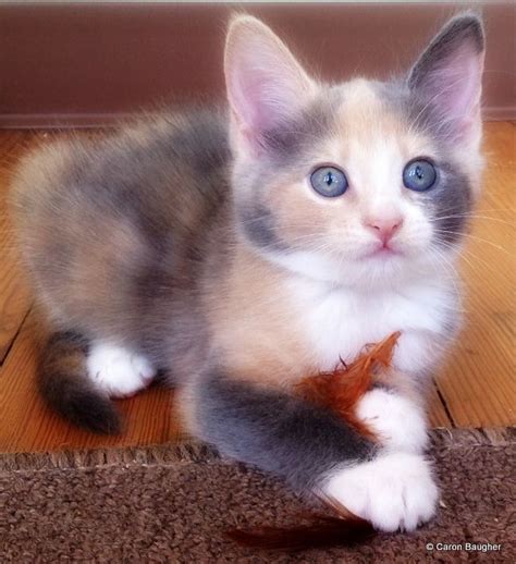 Calico Kitten With Blue Eyes