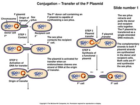 Ppt Recipient Cell F Powerpoint Presentation Free Download Id 3954808