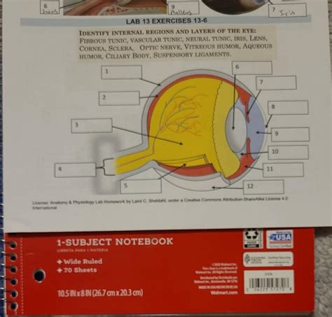 Solved Draw The Following Olfactory Bulb Olfactory 8 Iabel
