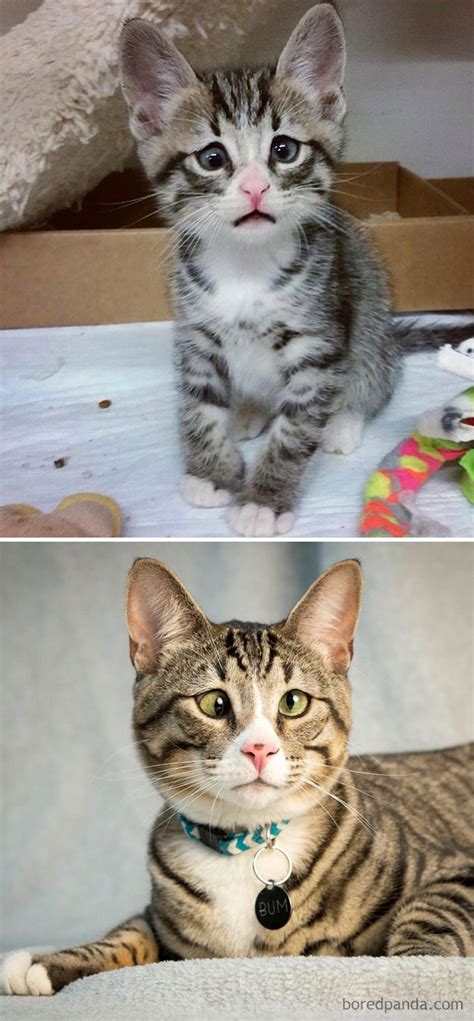 10 Before And After Photos Of Cats Growing Up Cats My Life