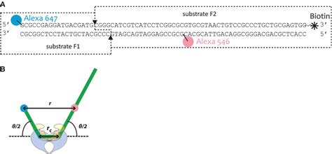 Schematics Of Single Molecule Fret Experiments A Dna Used In Download Scientific Diagram