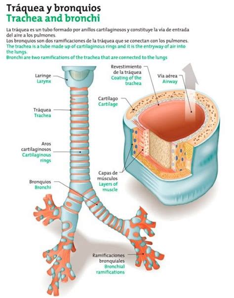 ¿qué Es La Tráquea Anatomia Y Fisiologia Humana Anatomia Y