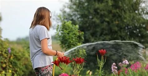 Як правильно доглядати картоплю в серпні до збирання врожаю Читайте на Ukr Net