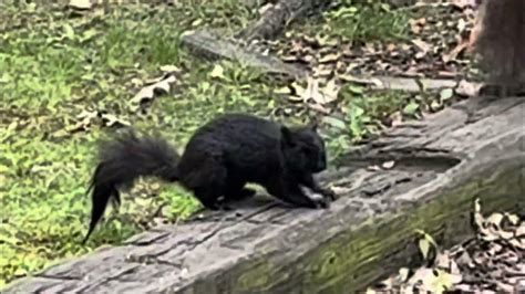 Squirrel Uses Tail As Propeller And Emo Squirrel Grooms Youtube