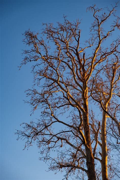Naked Branches Of A Tree Against Blue Sky In Afternoon Light Stock Photo Image Of Landscape