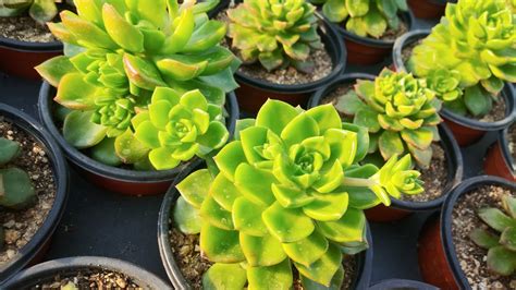 83 대표적인 국민다육 레티지아쨈 적심키우는 방법🌴 레티지아 레트지아 쨈 다육식물레티지아 다육식물레트지아