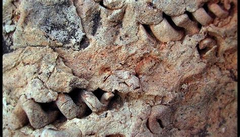 How Is Radioactive Dating Used To Date Fossils Sciencing