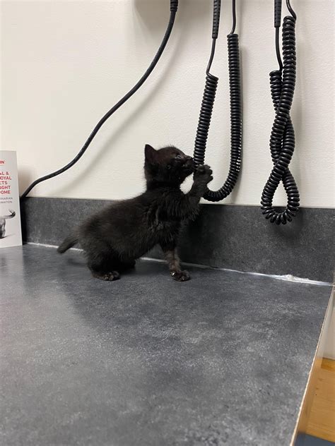 My Tiny Void Marlow 🖤 Rfromkittentocat