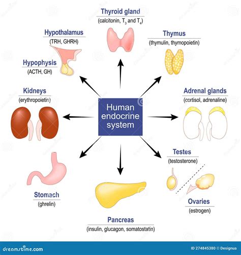 Endocrine System Glands And Hormones Vector Illustration