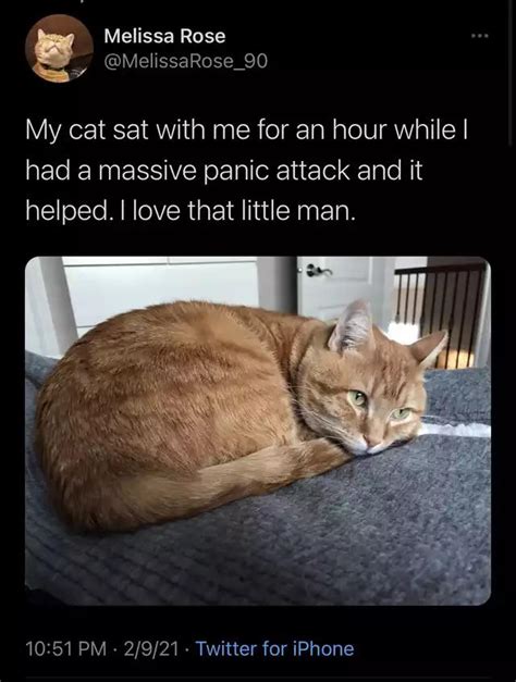 Hyperventilating Cat Meme