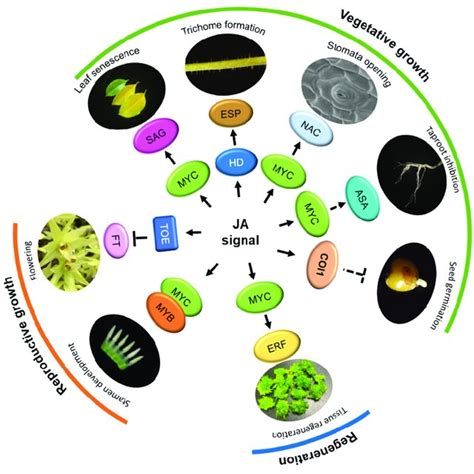 Pdf Jasmonate Signaling Pathway Modulates Plant Defense Growth And