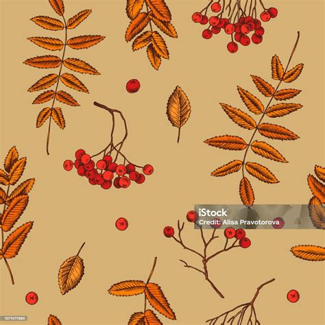 마가 목 열매의 벡터 완벽 한 패턴입니다 손으로 그린된 벡터 일러스트 레이 션 9월에 대한 스톡 벡터 아트 및 기타 이미지 9월 가을 개체 그룹 Istock