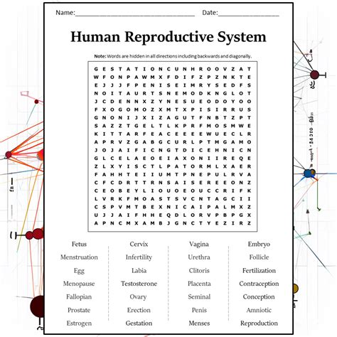 Free Human Reproductive System Worksheet Download Free Human Reproductive System Worksheet Png