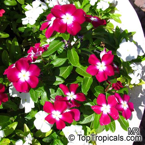 Vinca Rosea